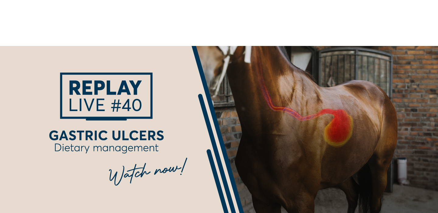 Equine Nutrition - Reverdy