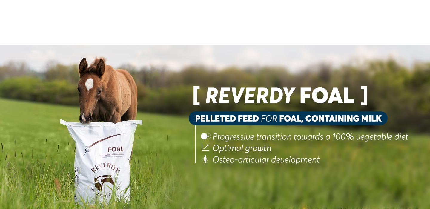 Equine Nutrition - Reverdy
