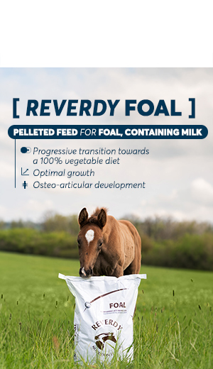 Equine Nutrition - Reverdy
