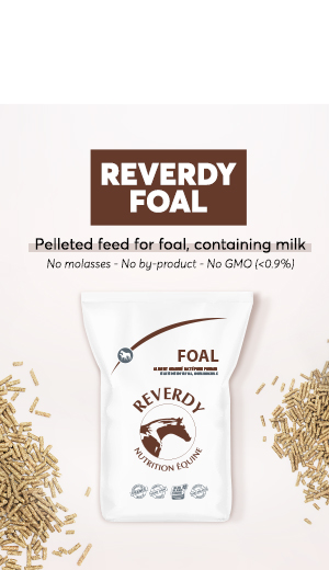Equine Nutrition - Reverdy