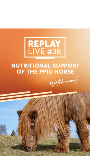Equine Nutrition - Reverdy