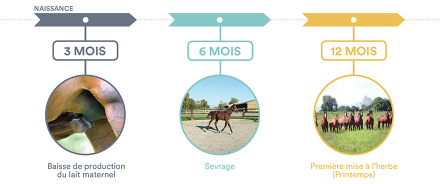 Croissance du cheval : les étapes clefs de la croissance du poulain ...