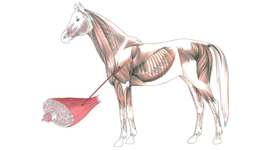 Physiologie Musculaire du Cheval | Muscles du Cheval - Reverdy